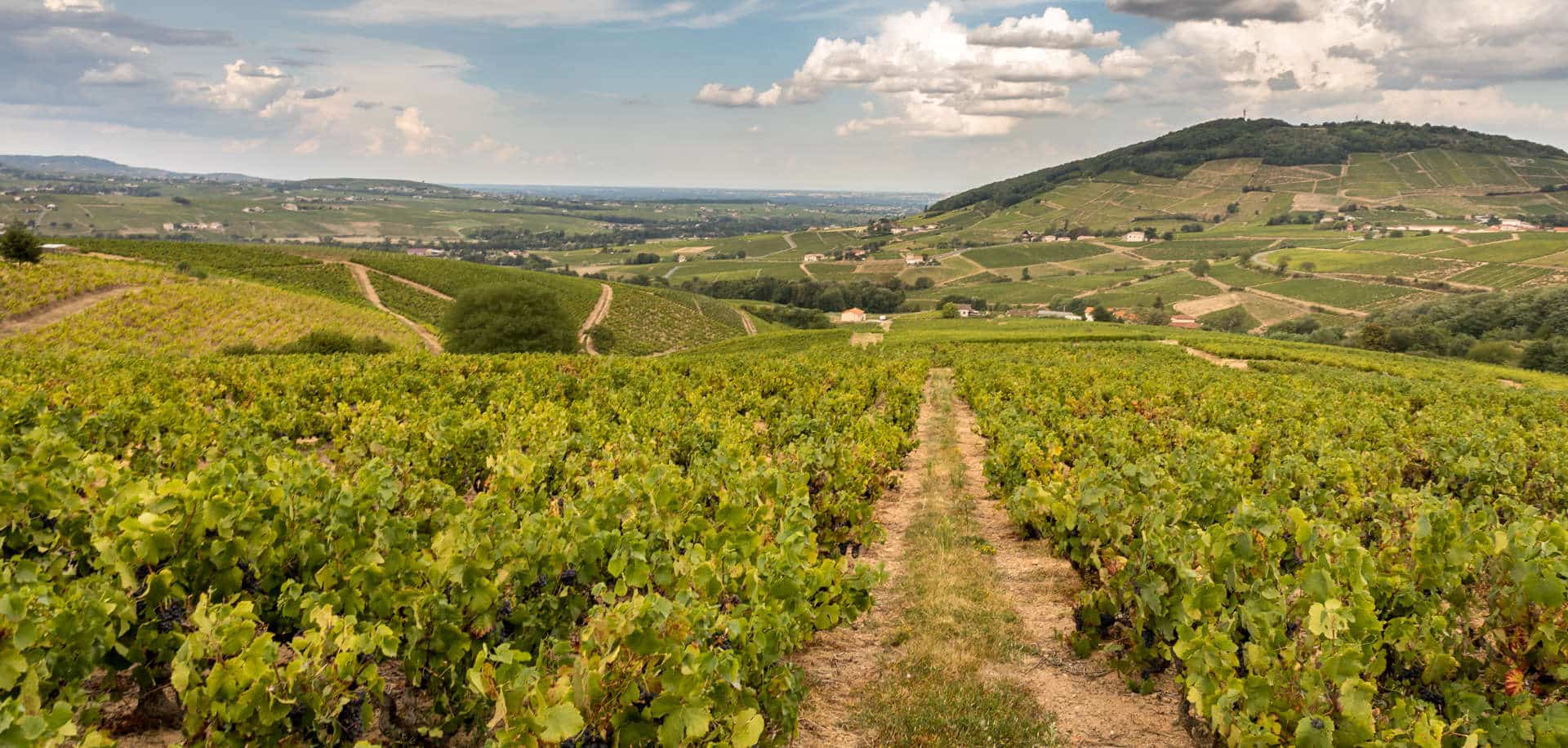 Brouilly - Site Officiel des Vins du Beaujolais