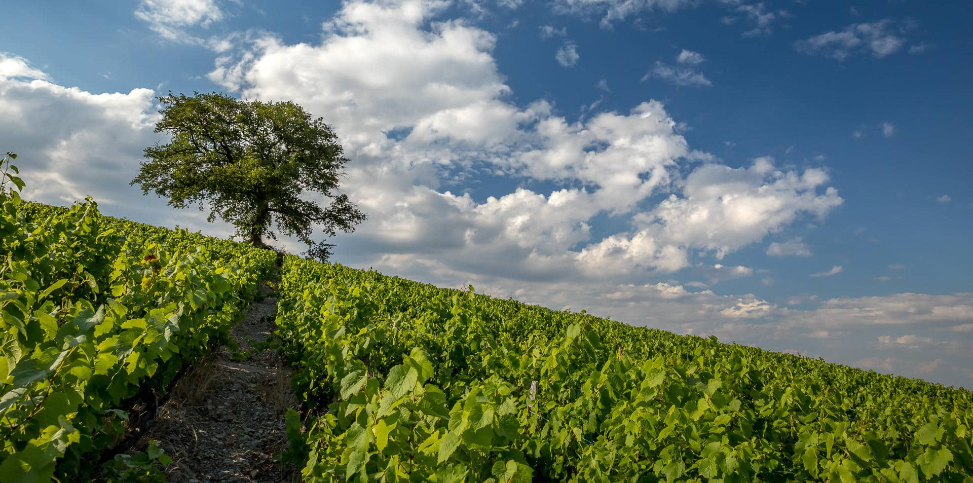 Morgon - Site Officiel des Vins du Beaujolais