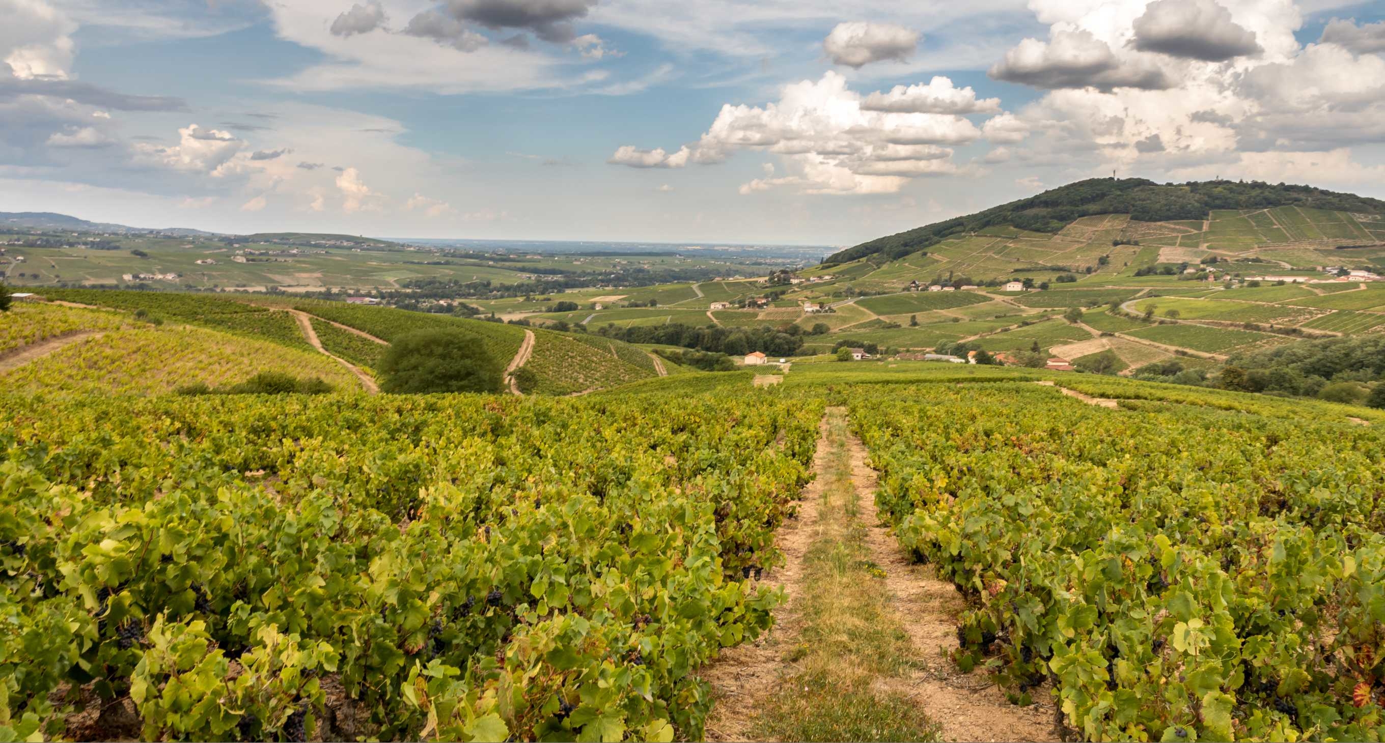 Vins du Beaujolais, le site Officiel