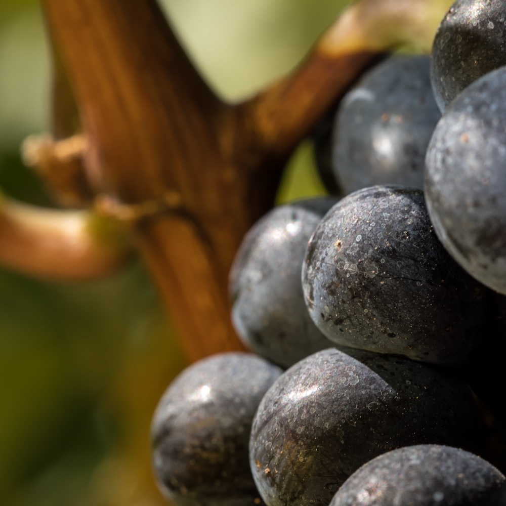 Morgon - Site Officiel des Vins du Beaujolais