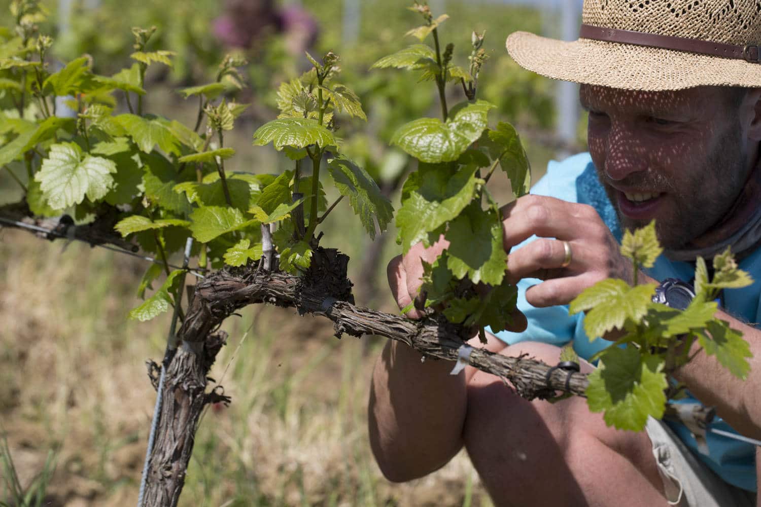 Travaux du vigneron - Site Officiel des Vins du Beaujolais