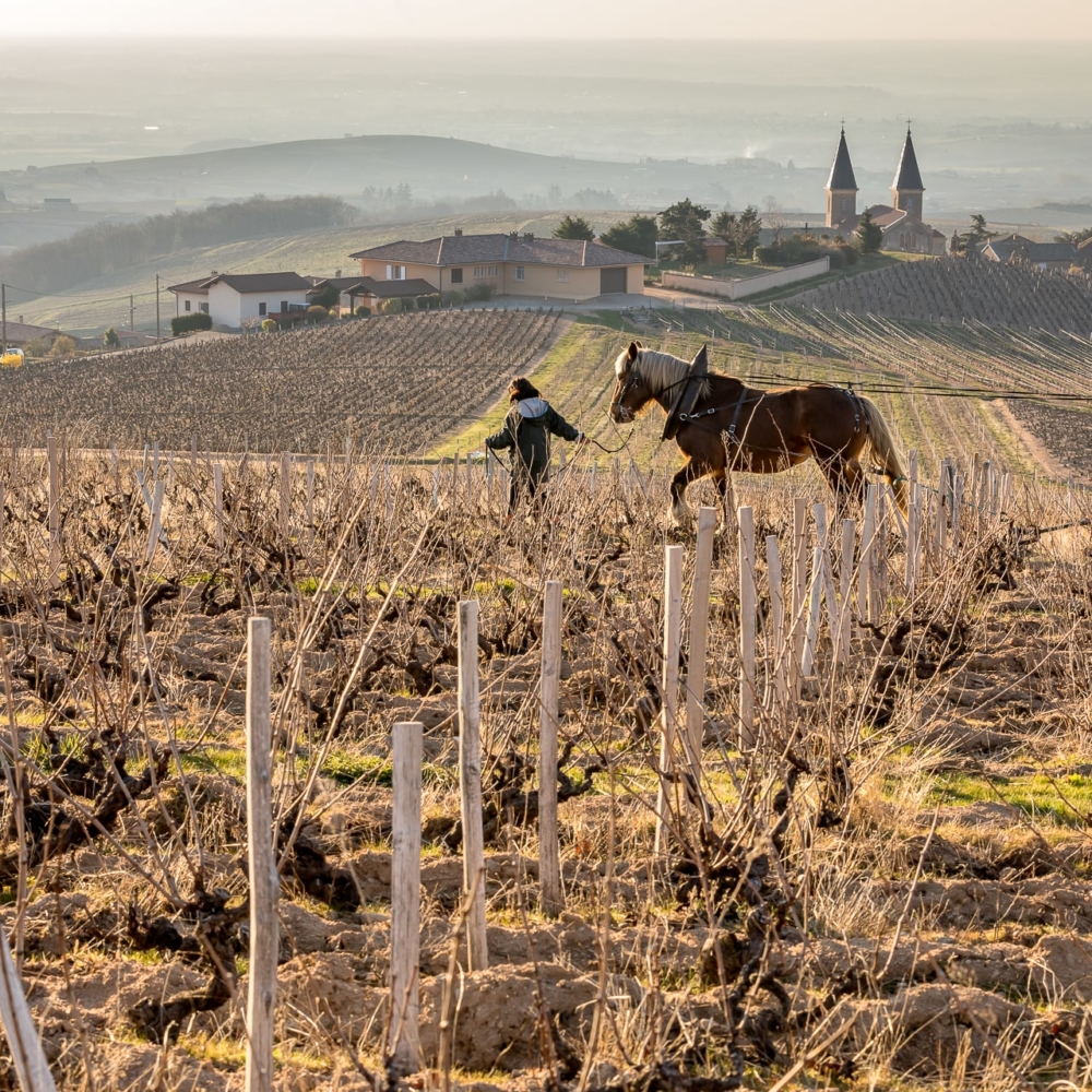 Les Beaujolais rouges - Site Officiel des Vins du Beaujolais